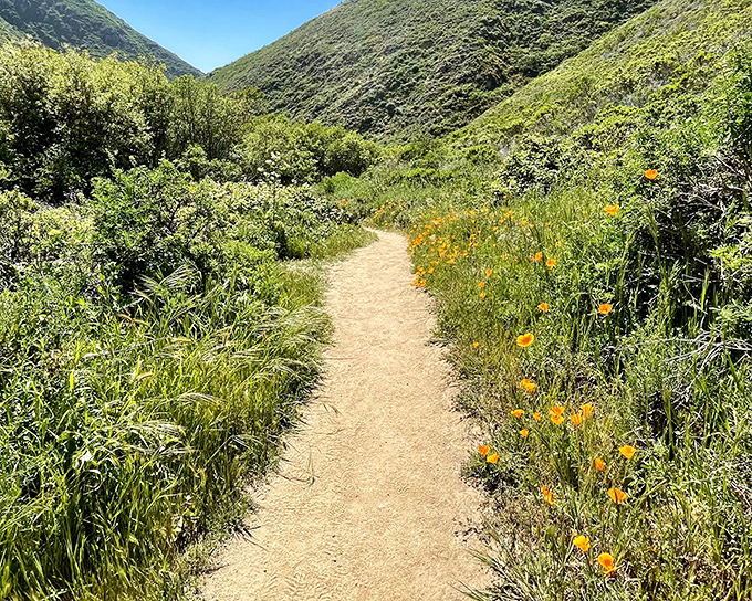 This way leads to adventure like breadcrumbs in a fairy tale. This weathered path invites you to discover what lies beyond the coastal hills.