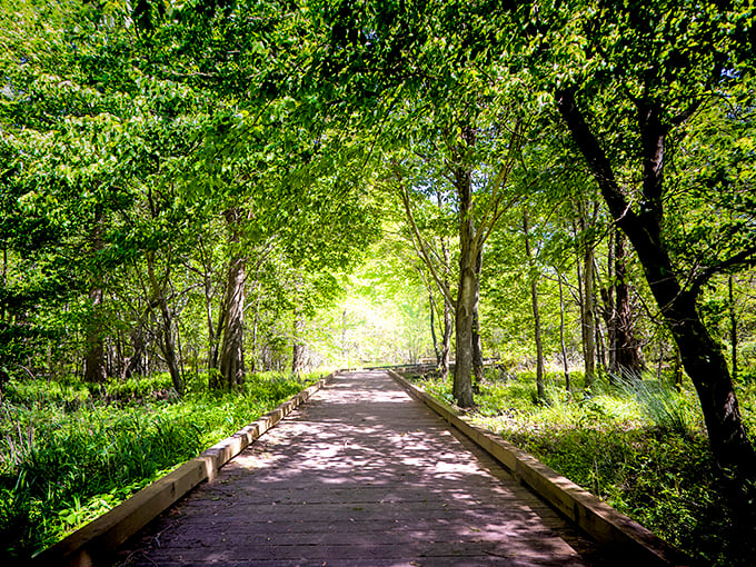 Nature's cathedral awaits on this boardwalk through Pettigrew's lush forest. The dappled sunlight creates a pathway that practically begs for a contemplative stroll.