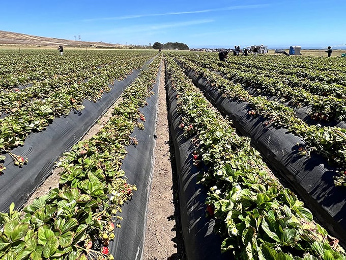 Rows of green promise stretch toward the horizon, where organic strawberry plants await their moment of glory under the California sun.