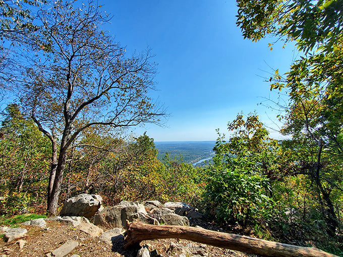 Where trees frame the view like nature's own masterpiece. This isn't Photoshop—it's just Delaware showing off.