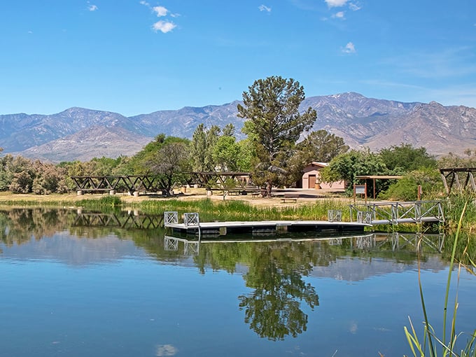 Mother Nature's masterclass in tranquility – ducks glide across glass-like waters while cottonwoods stand guard along the shoreline.
