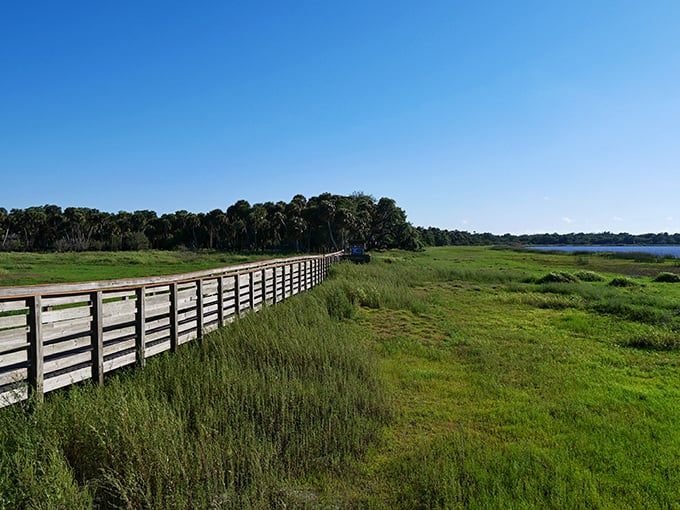 The wooden boardwalk stretches into Florida's wild heart, where sawgrass and palmettos meet under a sky so blue it feels like showing off.