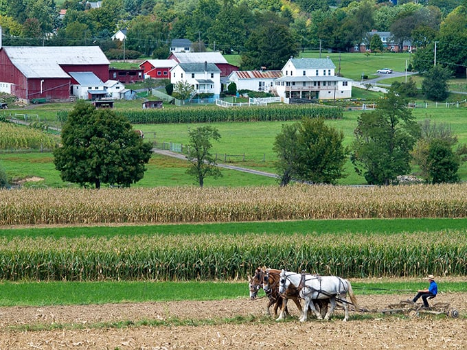 Main Street Belleville offers a glimpse into a simpler time, where power lines and porch swings coexist in perfect small-town harmony.