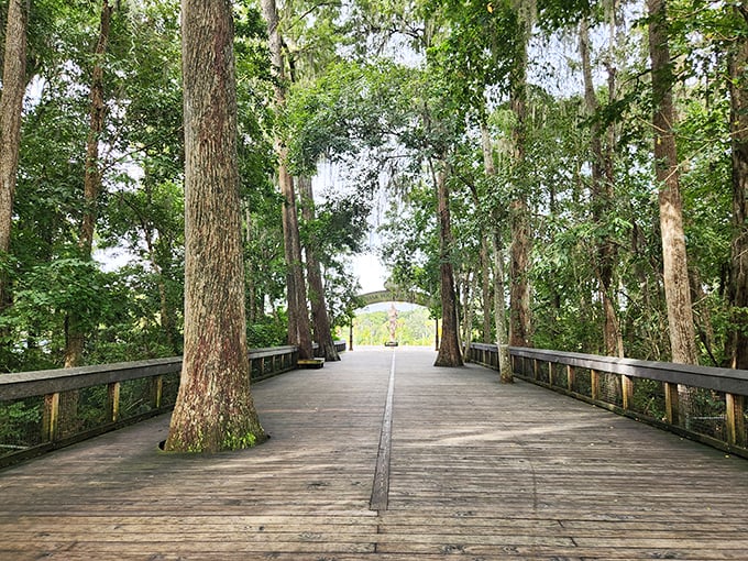 Nature's own cathedral awaits at the end of this boardwalk. The trees stand like ancient sentinels guarding Florida's liquid treasures beyond.