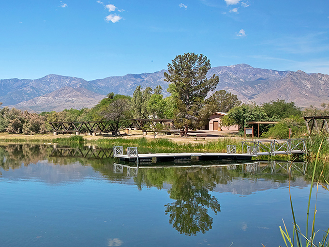 Mother Nature's masterclass in tranquility – ducks glide across glass-like waters while cottonwoods stand guard along the shoreline.