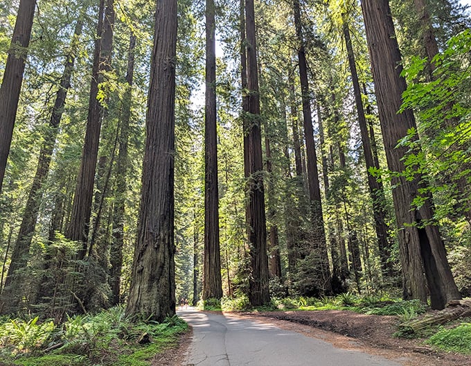 Nature's skyscrapers stand sentinel along this tranquil path. Walking among these ancient giants makes your everyday problems seem delightfully insignificant.