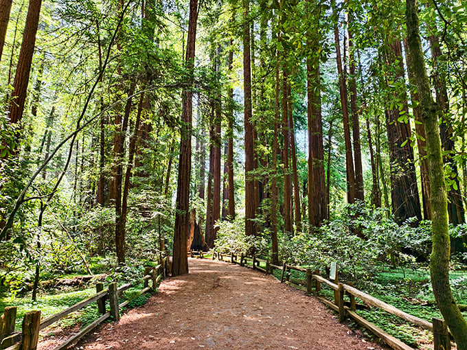 Nature's skyscrapers create a dappled sanctuary where time slows down. Walking this path feels like entering a cathedral built over millennia.