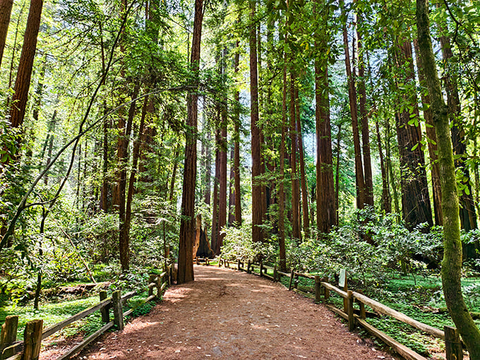 The cathedral of coastal redwoods welcomes you with dappled sunlight and a path that beckons like nature's red carpet.