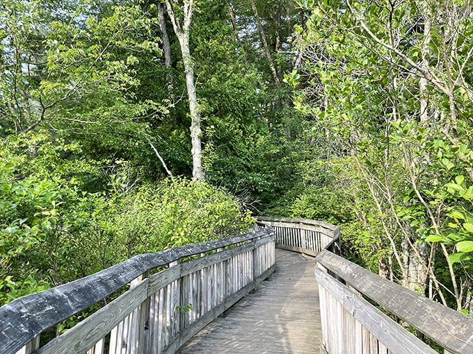 The wooden boardwalk at Chatfield Hollow winds through lush greenery like nature's version of the yellow brick road—minus the singing munchkins.