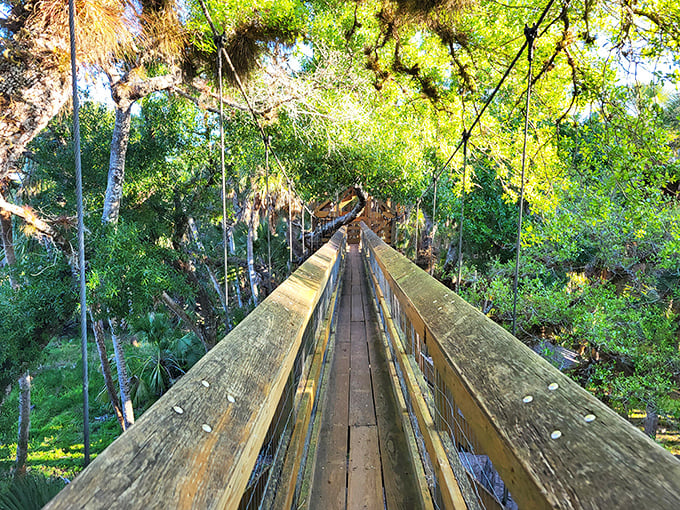 The canopy walkway stretches before you like nature's own suspension bridge, offering a squirrel's-eye view of Florida's wild side.