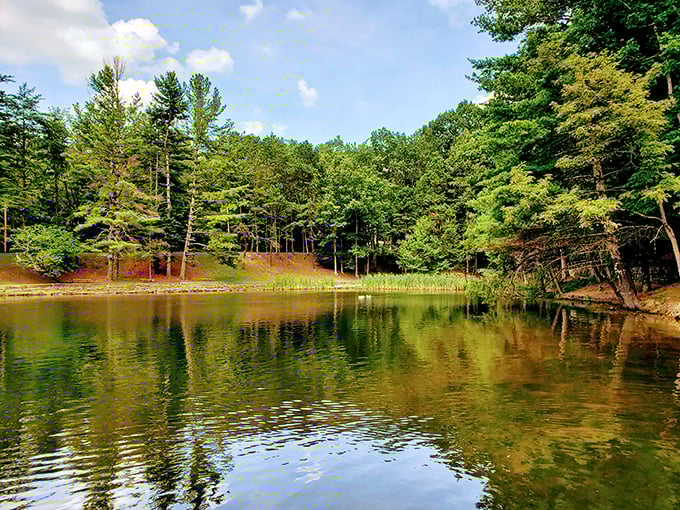 Nature's perfect mirror: the park's serene lake reflects towering pines and blue sky, creating two worlds in one breathtaking view.