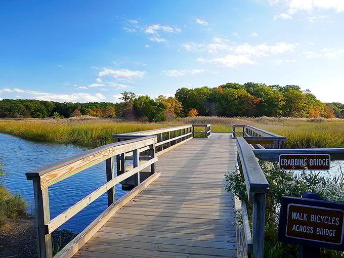 The aptly named "Crabbing Bridge" stretches across golden marshlands like nature's runway. Fall colors provide a stunning backdrop to this peaceful wooden path.