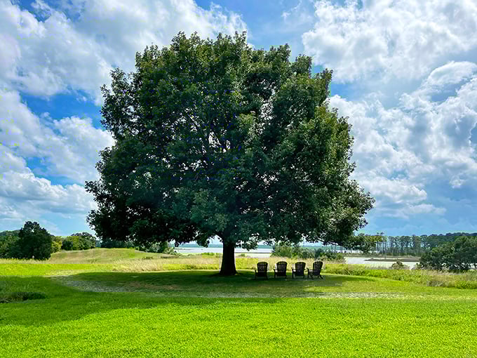 Nature's perfect meeting spot: a majestic tree with Adirondack chairs beneath, inviting you to sit and contemplate life's big questions—or just take a nap.