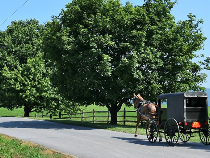 A classic black Amish buggy travels a country road, framed by ancient trees and split-rail fencing—a scene unchanged for centuries.