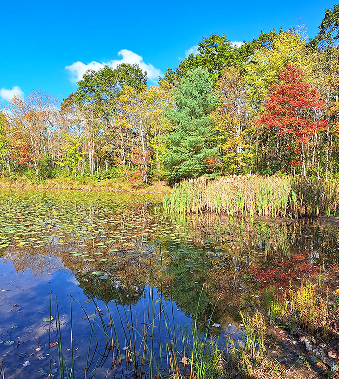 Fall's paintbrush transforms Nescopeck into a masterpiece of reflection. The water doubles autumn's glory, giving visitors twice the seasonal spectacle.