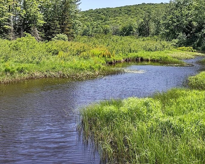 The Big Carp River in summer—where the water moves at the perfect pace for contemplation and the occasional ambitious trout.