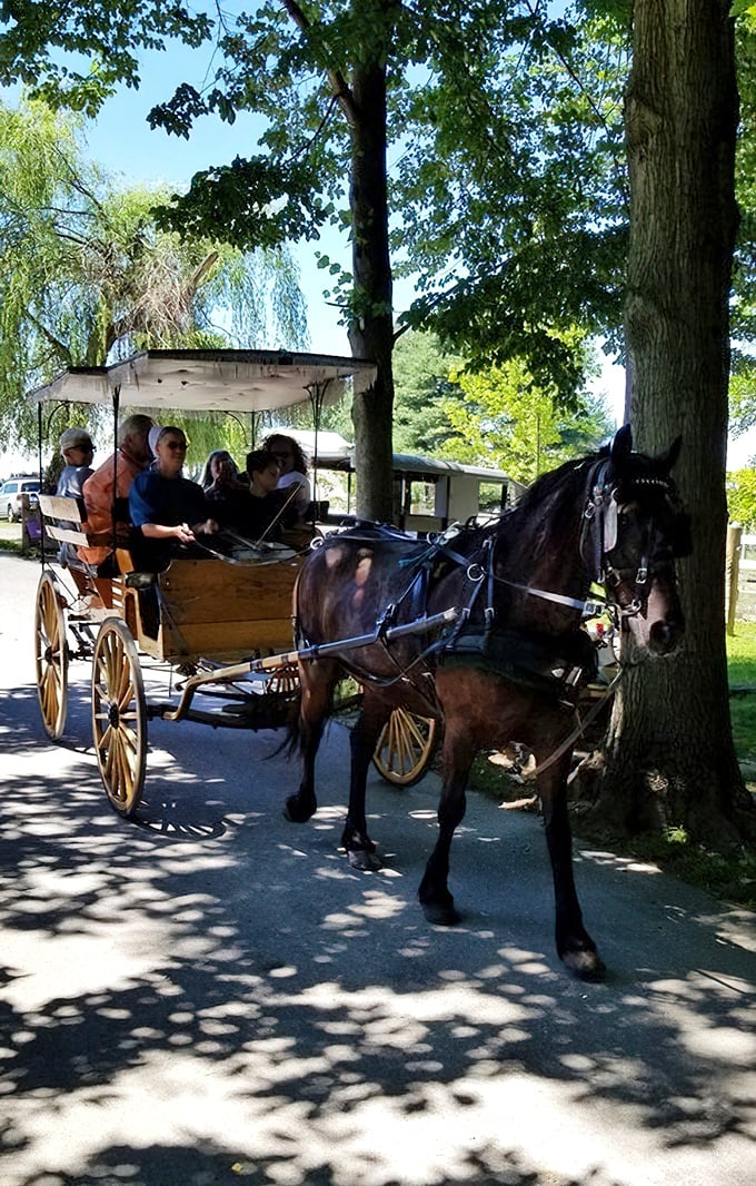 Dappled sunlight creates a magical canopy as passengers enjoy the gentle rhythm of hooves on pavement. No traffic jams in sight!