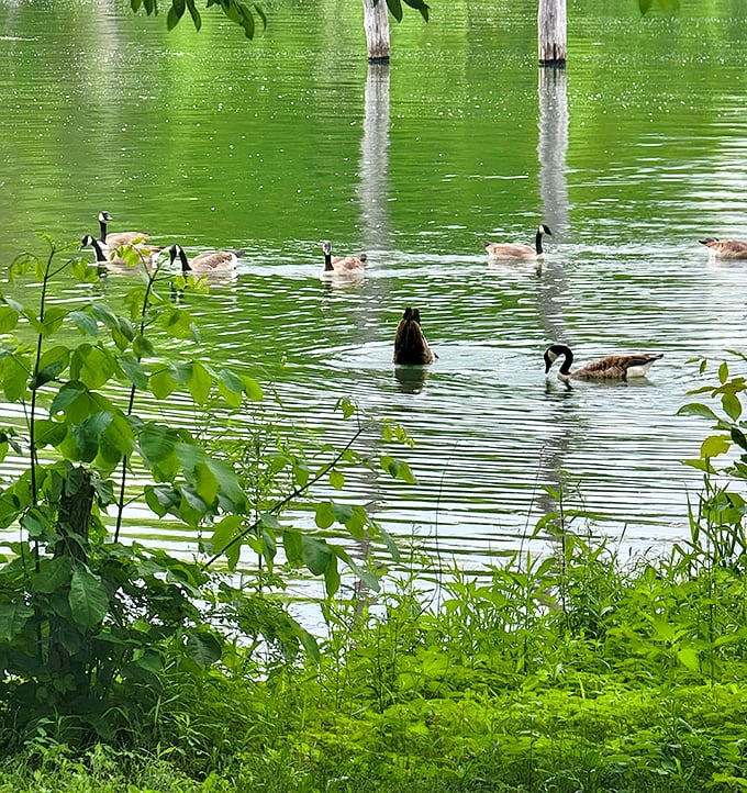The Canada geese flotilla on patrol. These feathered locals don't need a tour guide – they already know all the best spots.