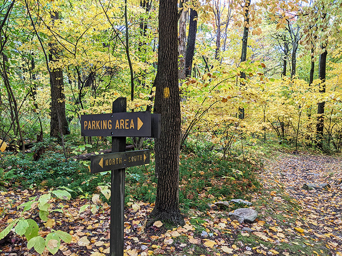 Trail markers in autumn's golden embrace – Pennsylvania's version of the yellow brick road, but with better scenery and fewer flying monkeys.