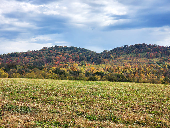 The Cumberland Plateau doesn't just grow trees – it creates entire panoramas where rolling hills play hide-and-seek with the changing seasons.