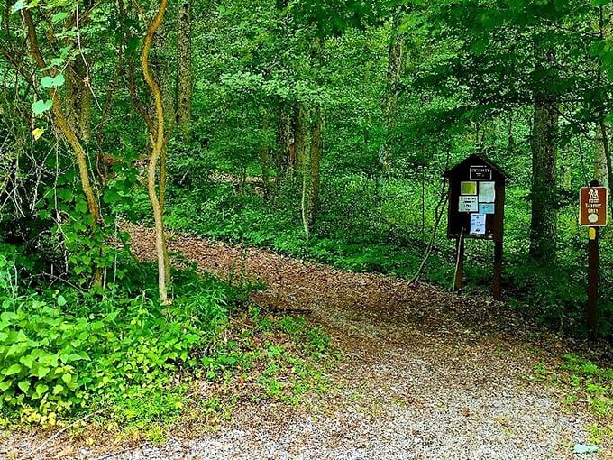 Nature's cathedral entrance. This trail promises the kind of peace you can't download from any meditation app.