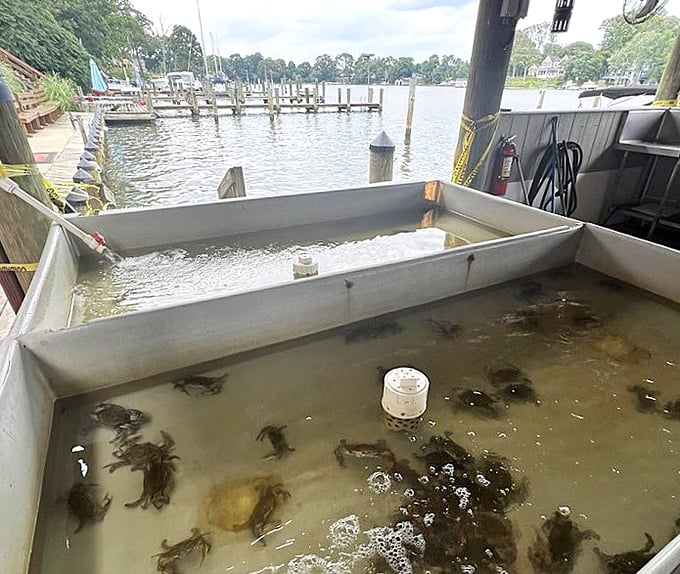 From bay to table in record time – these crabs are so fresh they were probably still pinching this morning.