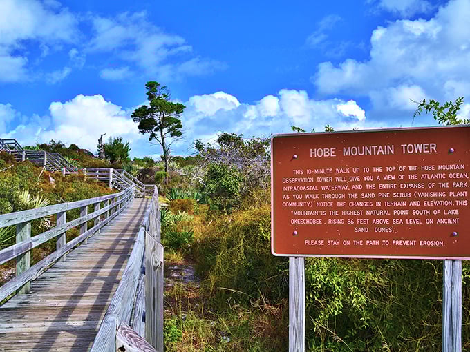 Hobe Mountain: where Florida's version of a "mountain" (at 86 feet) offers views that would make Everest jealous—and no supplemental oxygen required.