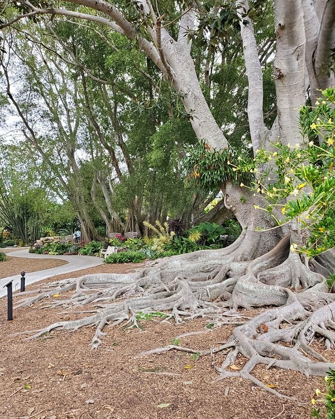 These magnificent roots tell stories older than most Florida developments – nature's version of sprawling without requiring a zoning permit.