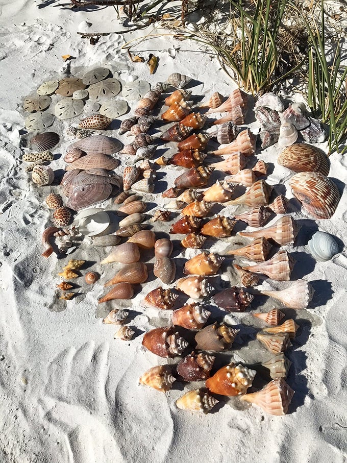 Nature's jewelry department, meticulously arranged by the tide. These aren't just shells—they're souvenirs from the ocean itself.