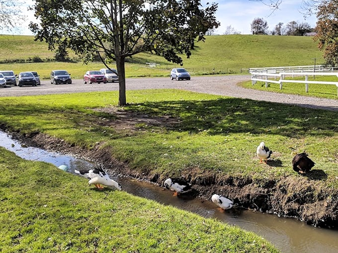 Ducks enjoying their natural water feature—no pool maintenance required, just the simple pleasure of a country creek.