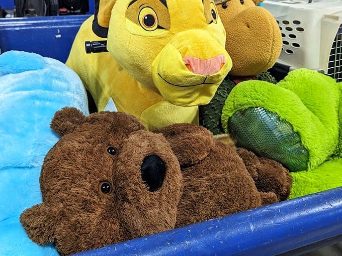 Stuffed animal adoption center where forgotten friends find new homes. That Lion King plush has stories to tell for mere pennies.