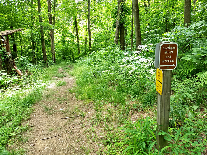 "This way to serenity." Lake Hope's trail markers don't just guide your feet—they lead your mind away from spreadsheets and deadlines.