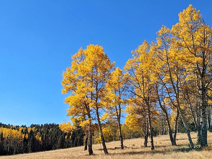 Aspen trees doing what they do best – turning ordinary hillsides into golden galleries. Nature's autumn art show requires no admission fee.