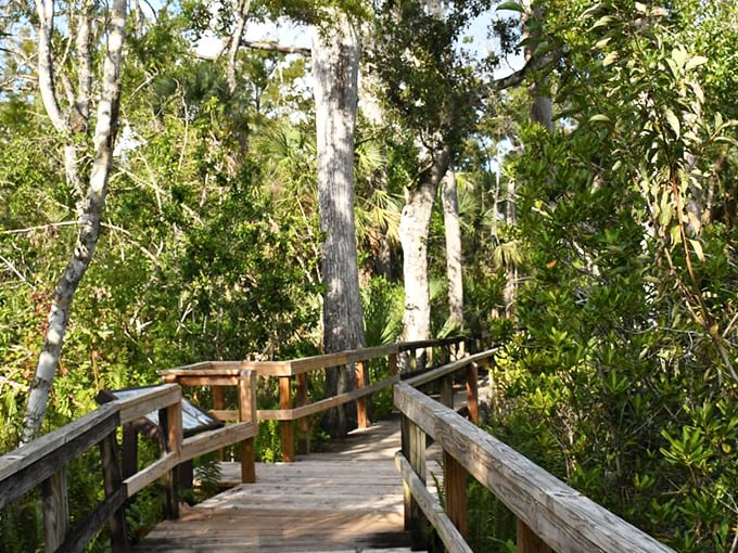 This boardwalk doesn't lead to carnival games or cotton candy, but to something far better—an intimate journey through Florida's most diverse forest ecosystem.