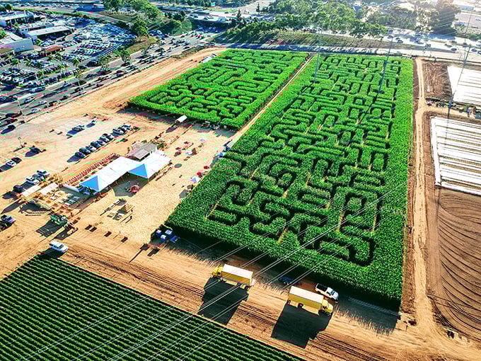 An aerial view reveals the corn maze's intricate design—where family arguments about "I think we've been here before" become tradition.