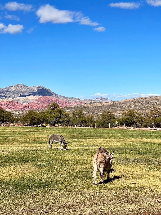 Desert donkeys living their best lives on meadows greener than Vegas casino carpets. They've figured out work-life balance better than most humans.