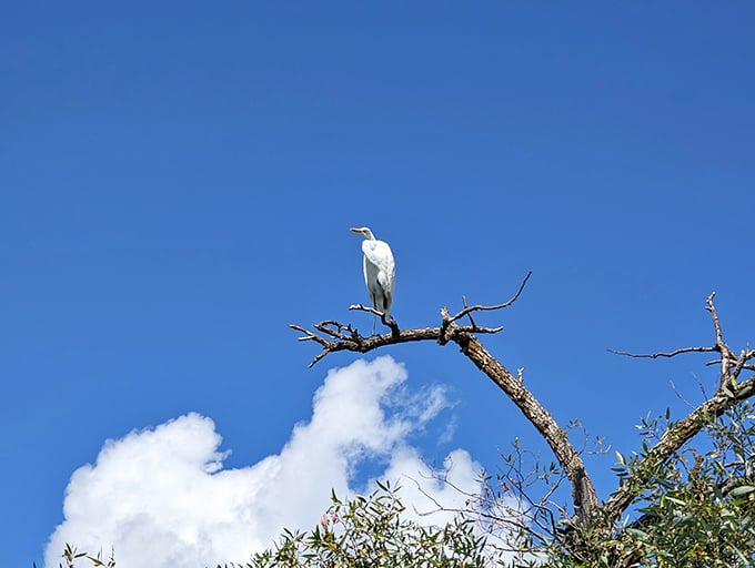 Nature's perfect perch – this egret has clearly found the best real estate in the park, with 360-degree hunting views.
