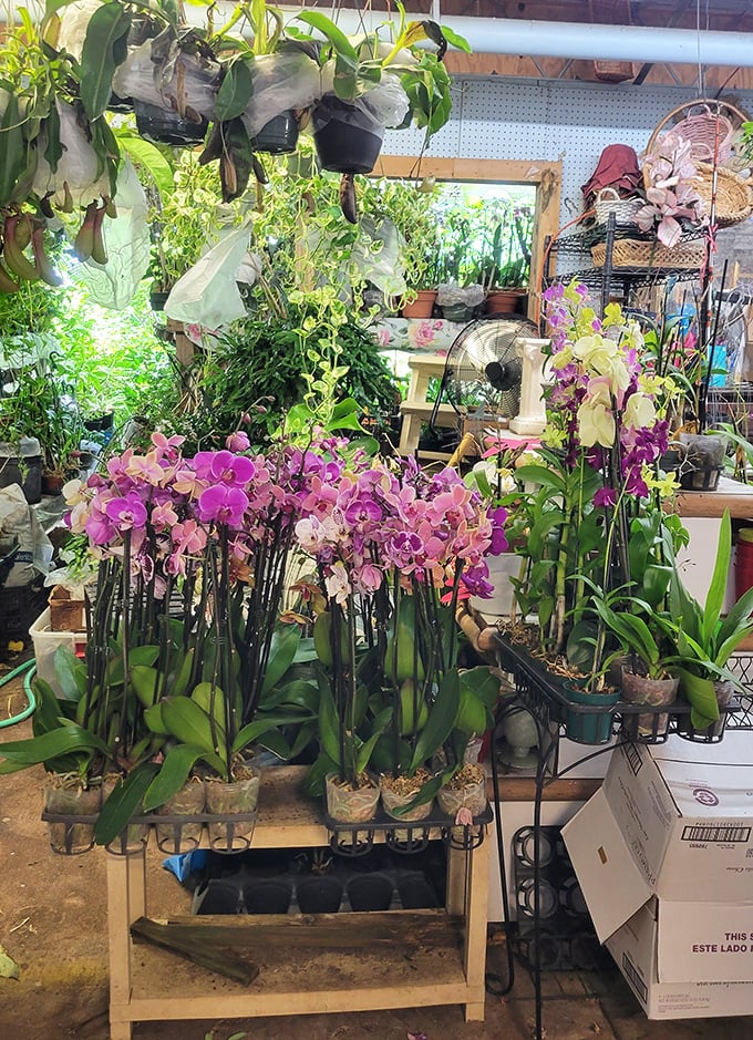 Orchids in every shade of pink create a floral symphony. These aren't just plants—they're living artwork that somehow makes your brown thumb feel temporarily green.
