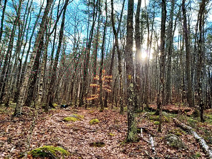 Sunlight filters through winter-bare trees, creating a magical woodland scene that feels straight out of a fairy tale—minus the talking animals.