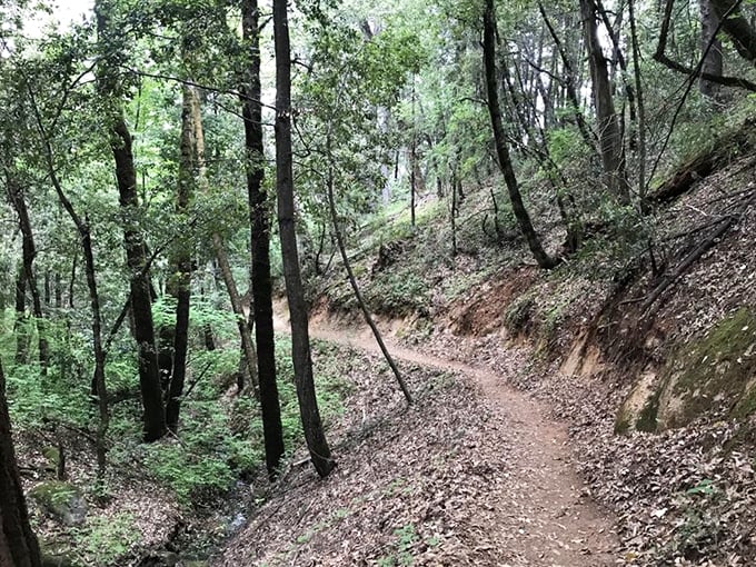 The path less traveled—though still well-marked. This serene forest trail invites contemplation and the occasional "are we there yet?"