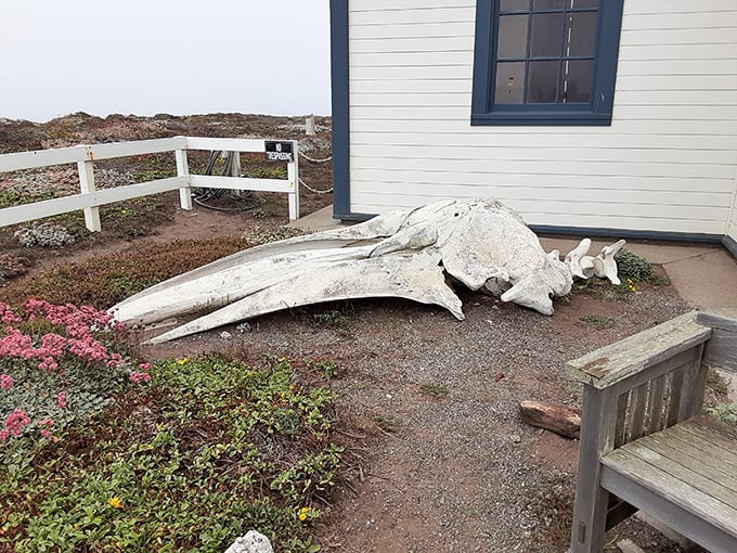 Nature's artwork on display—this whale skeleton reminds visitors of the magnificent marine mammals that migrate past this coastal landmark annually.