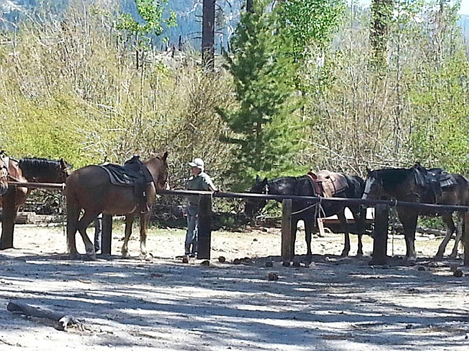 Horse packing – the original Sierra Uber. These four-legged trail veterans have been shuttling adventurers long before hiking became fashionable.