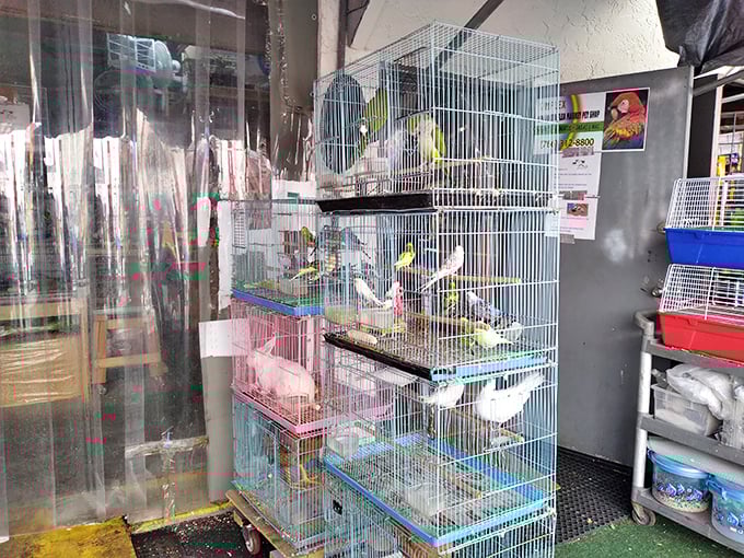 Colorful birds chirp their sales pitches from stacked cages. This feathered section adds literal tweets to the market's already vibrant soundtrack.