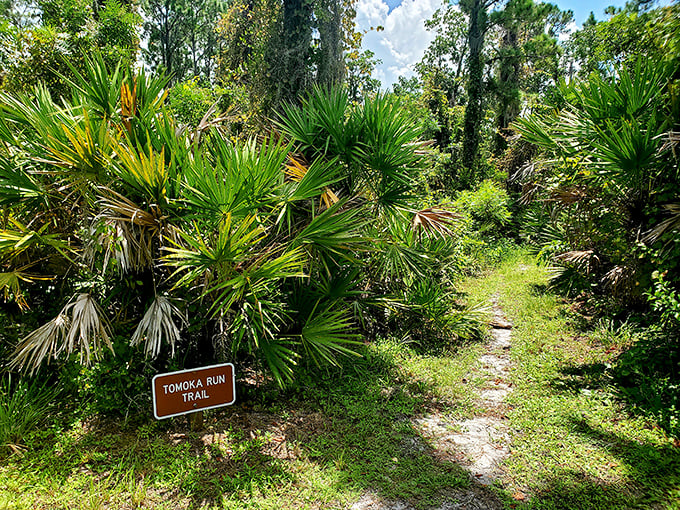 The Tomoka Run Trail beckons with a narrow path through dense palmettos – nature's version of "come on in, the adventure's fine!"