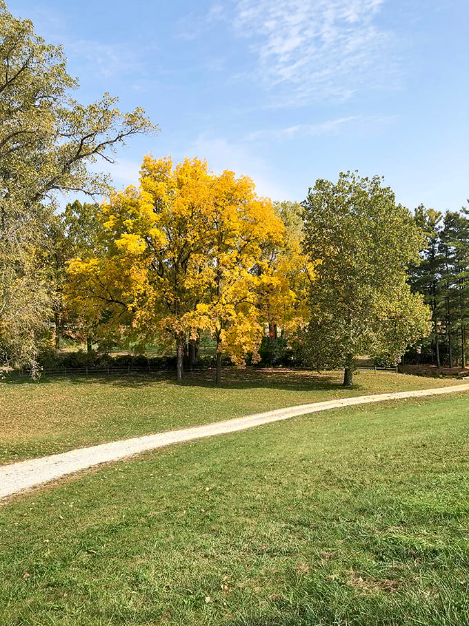 Fall's golden sentinel stands guard along the trail, its brilliant foliage announcing autumn's arrival with unabashed enthusiasm.
