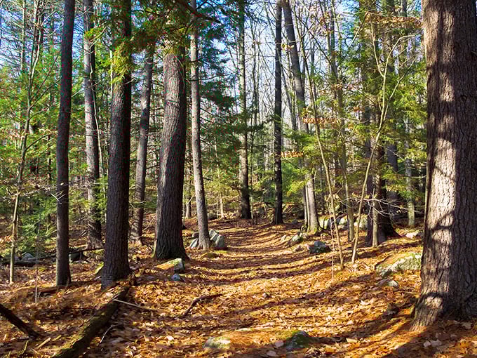 Sunlight dapples through trees on Exeter's trails, creating a golden carpet that crunches satisfyingly underfoot—nature's version of bubble wrap.