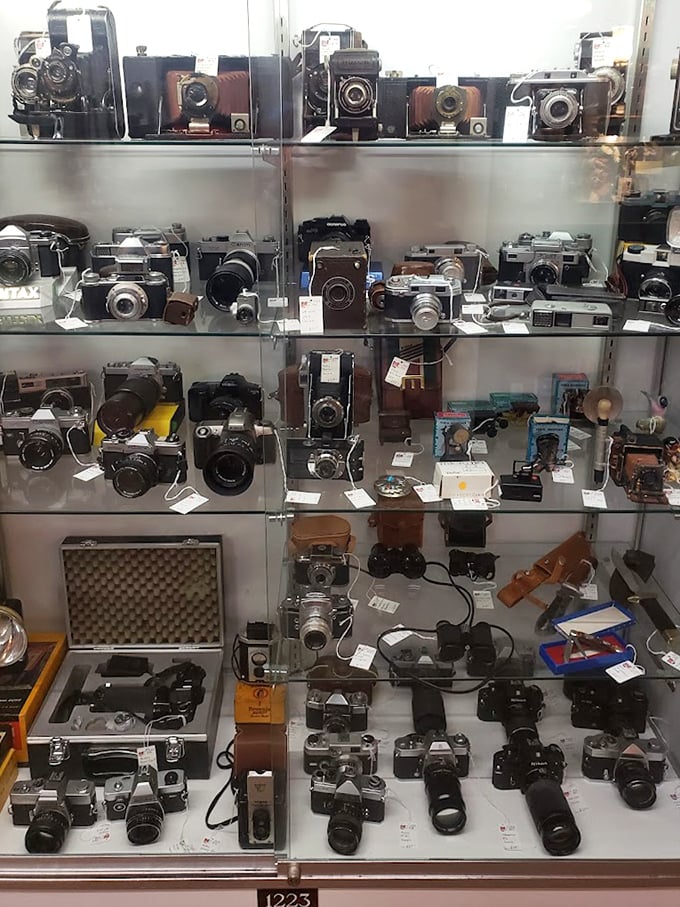 The evolution of photography in one display case—from when cameras were furniture to when they became fashion accessories.