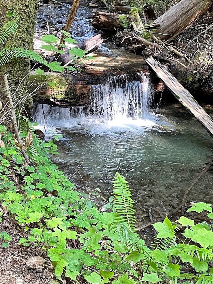 A miniature waterfall creates nature's perfect white noise machine. Sleep app developers are frantically taking notes.