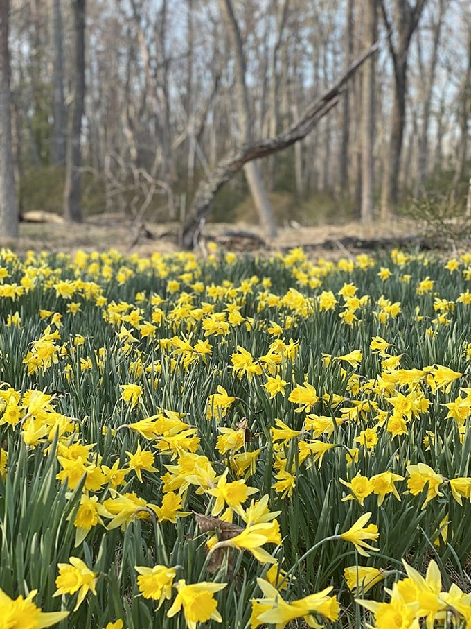 A sea of daffodils announces spring's arrival with golden trumpets. Nature's way of saying, "We made it through winter—let's party!"