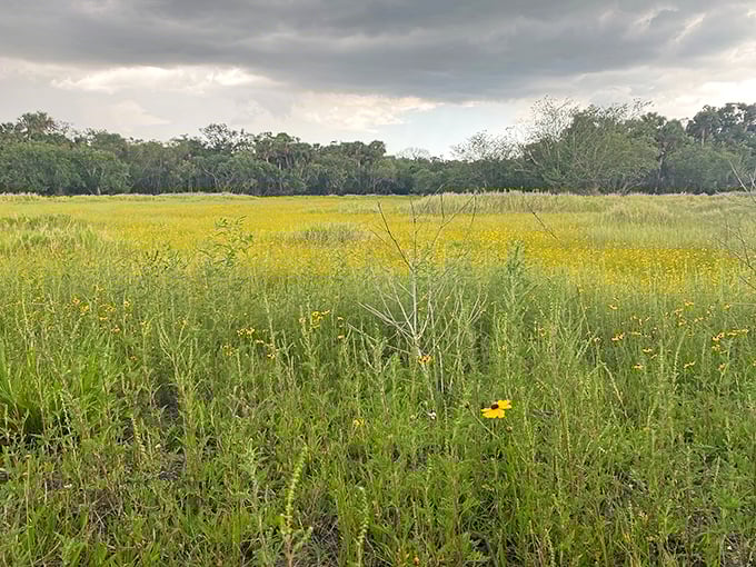 Spring transforms Myakka's prairies into a golden sea of wildflowers—nature's way of showing off without an Instagram filter.